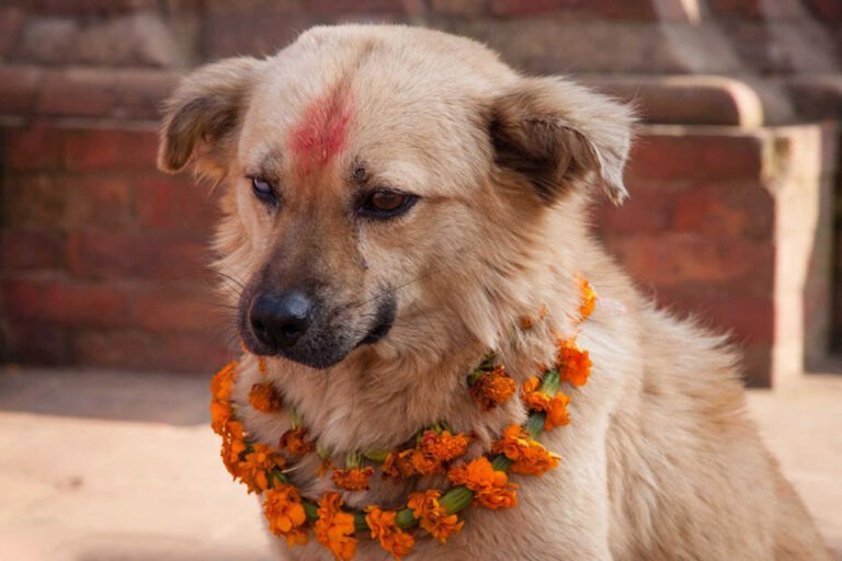 Tihar Festival: Nepal's Vibrant Festival of Lights - Nepal Everest Holidays